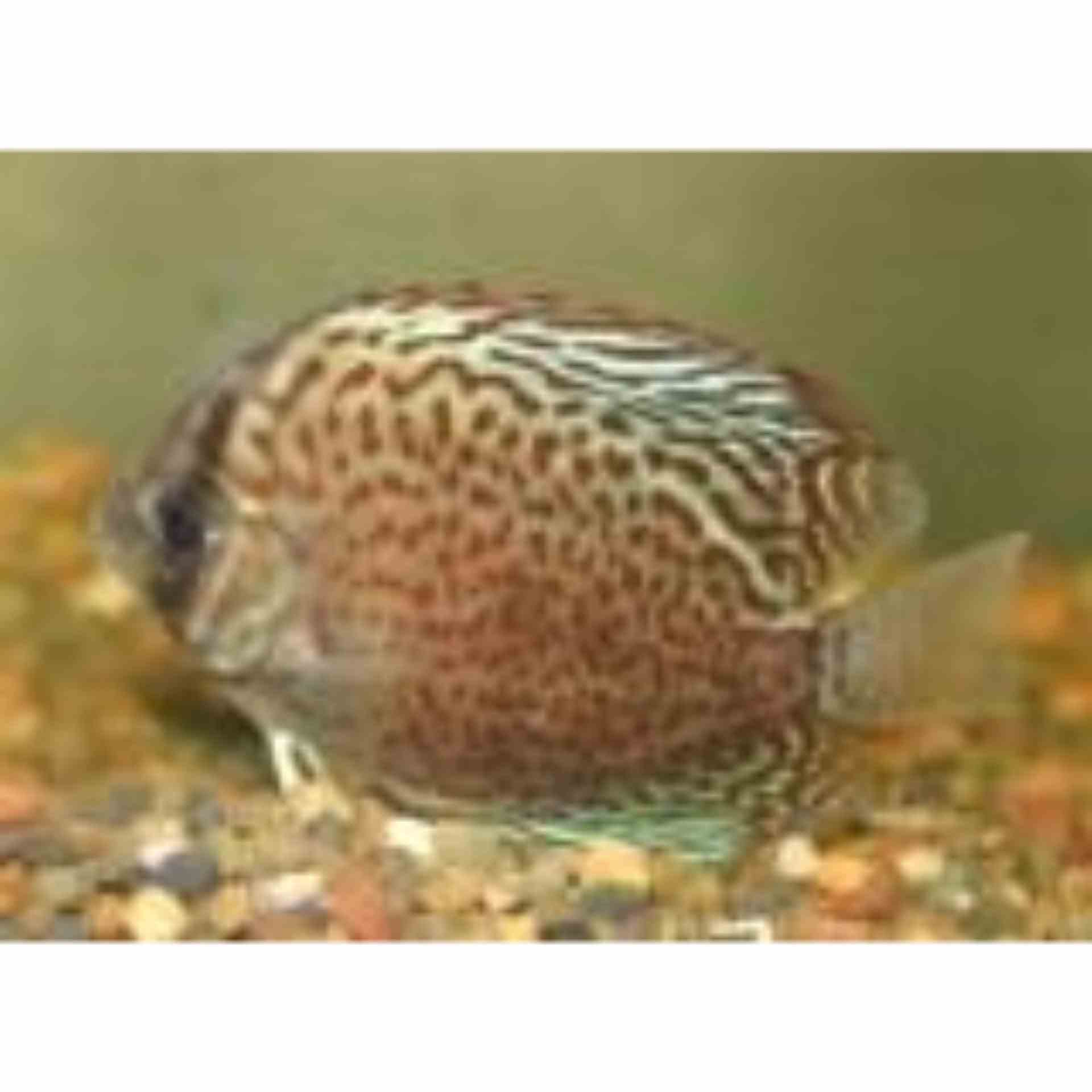 LEOPARD DISCUS – Just For Pets Australia