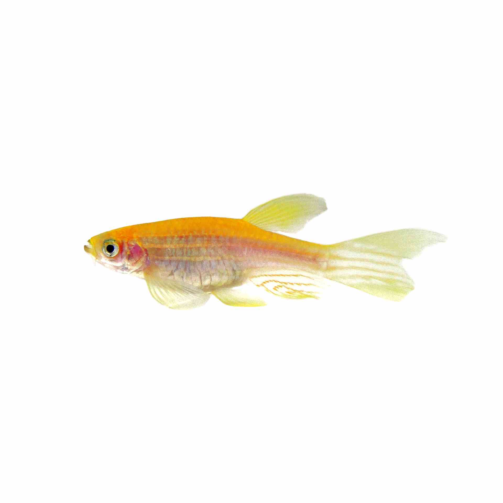LONG FIN GOLDEN ZEBRA DANIO – Just For Pets Australia